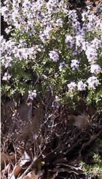 Тимьян обыкновенный